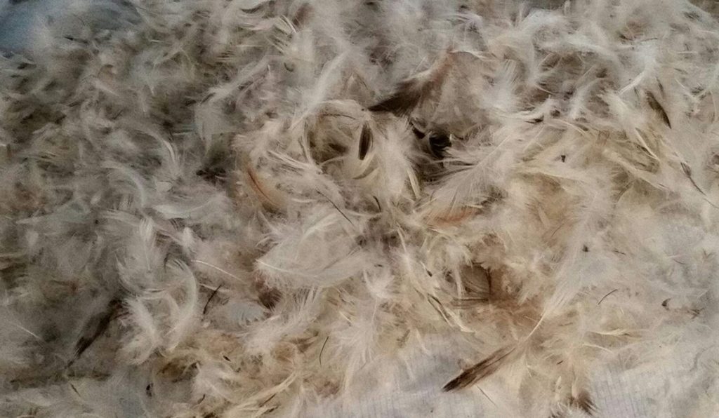 Where To Buy Down Comforters From The Hyatt | Sheet Market